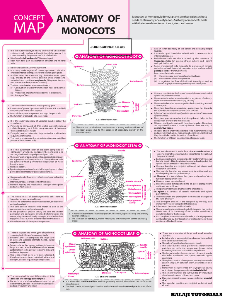 Anatomy of Monocot Root & Stem | PDF