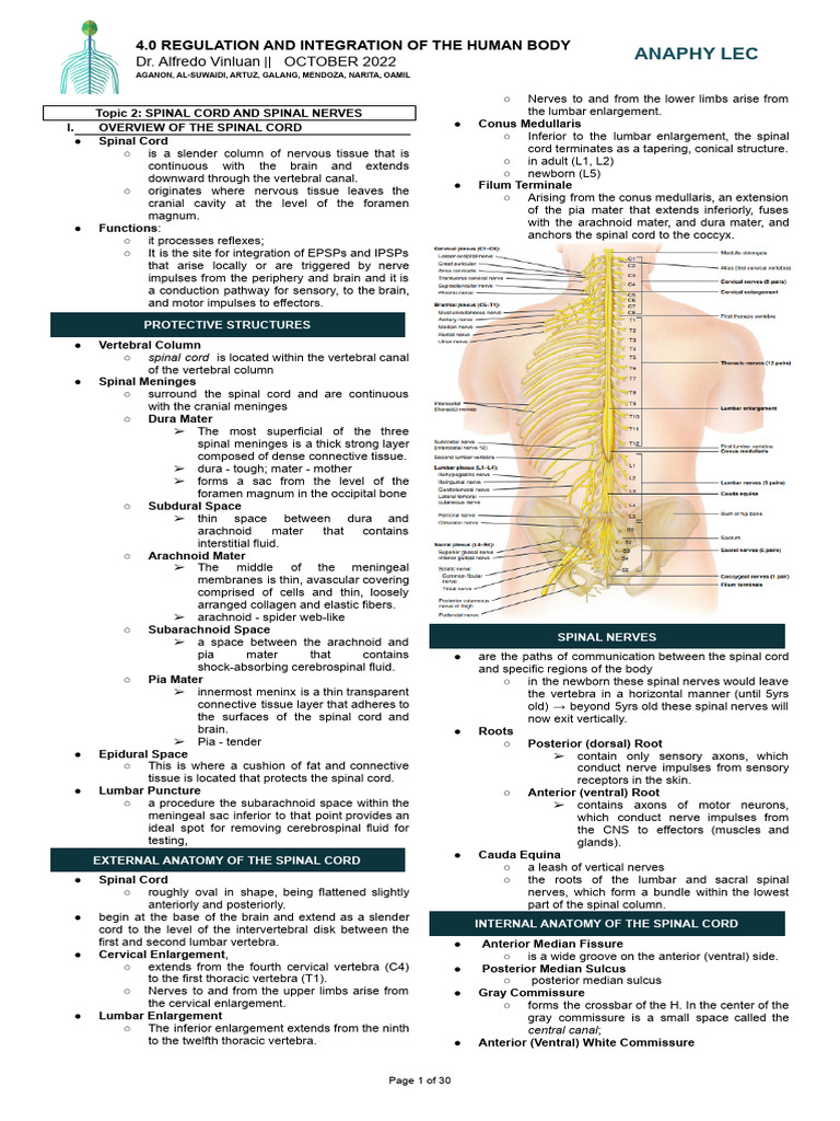Spinal Cord and Spinal Nerves | PDF