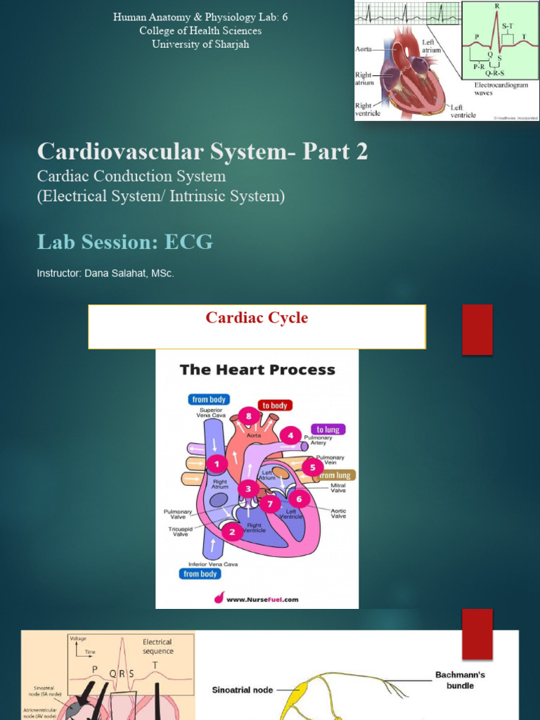 6 CVS 2 - Cardiac Conduction Sys - ECG | PDF