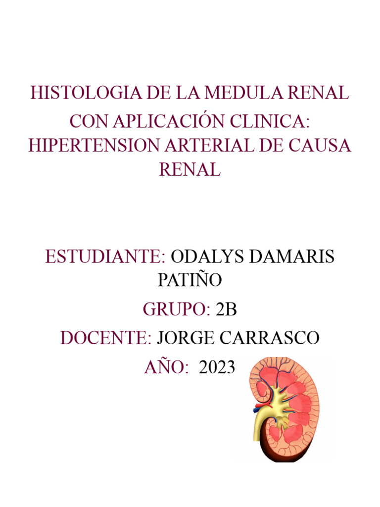 Histologia de La Medula Renal | PDF