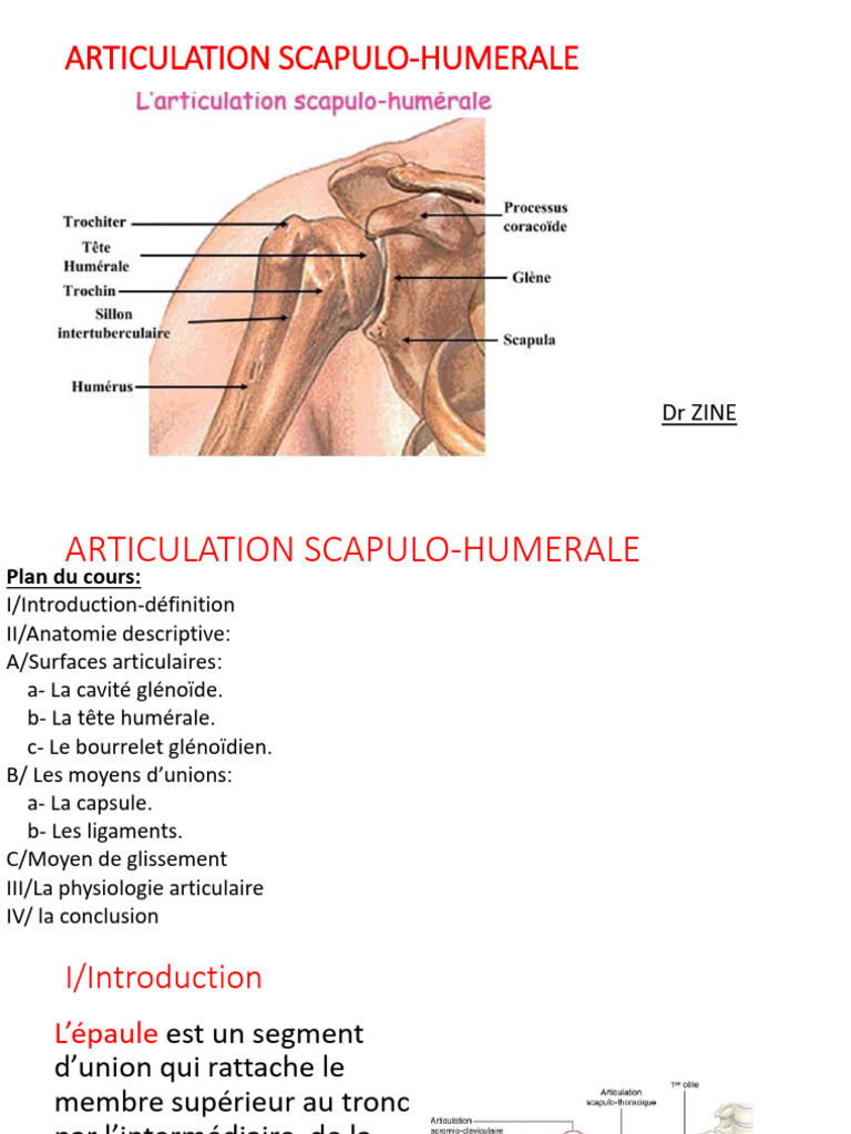 Articulation Scapulo Humerale Converti Anato | PDF
