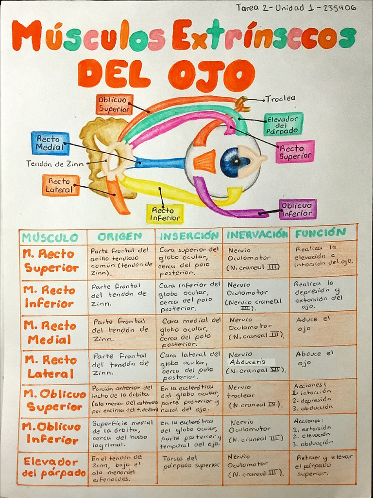 Músculos Extrínsecos Del Ojo | PDF