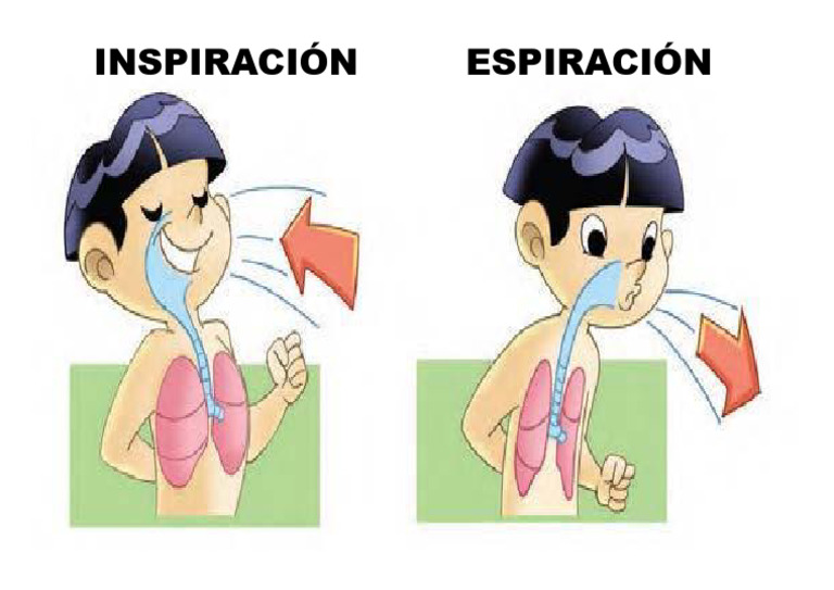 inspiracion y espiracion | PDF
