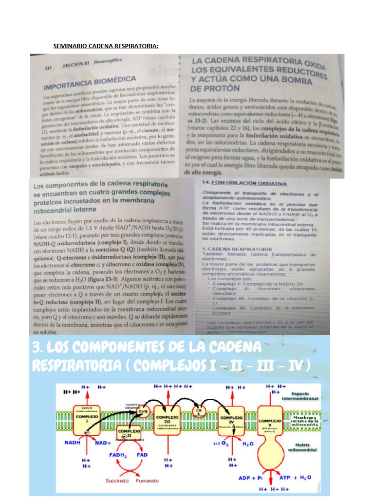 Seminario Cadena Respiratoria | PDF | Cadena de transporte de electrones | Trifosfato de adenosina