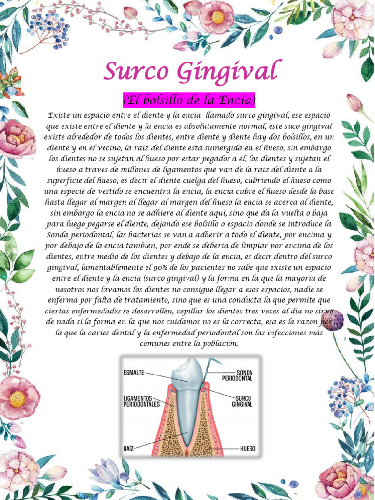 Surco Gingival | PDF