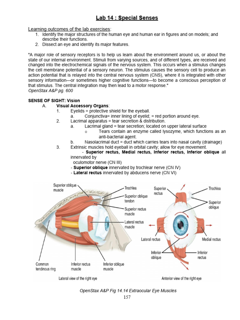 AP1 Lab14 Special Senses FA2021 | PDF