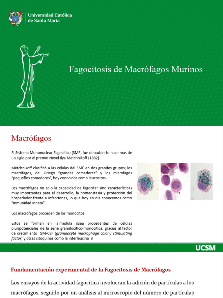 Macrofagos Murinos 2021 | PDF | Macrófago | Fagocito