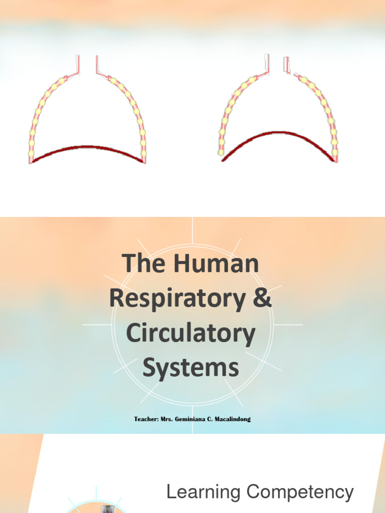 Lesson 1 Human Breathing System | PDF | Respiratory Tract | Heart