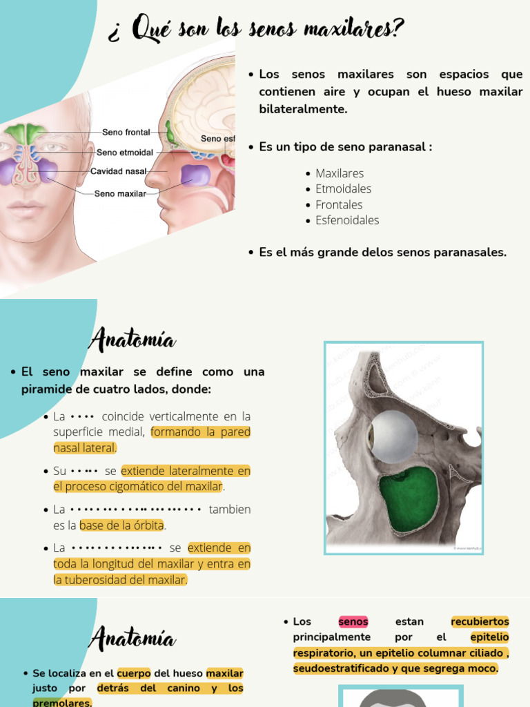Anatomía y Patología del Seno Maxilar | PDF | Especialidades Medicas ...