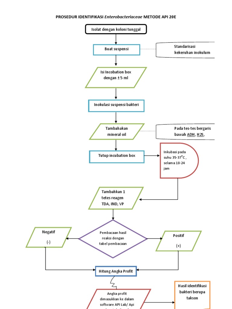 Identifikasi Enterobacteriaceae dengan API 20E | PDF | Memasak, Makanan ...