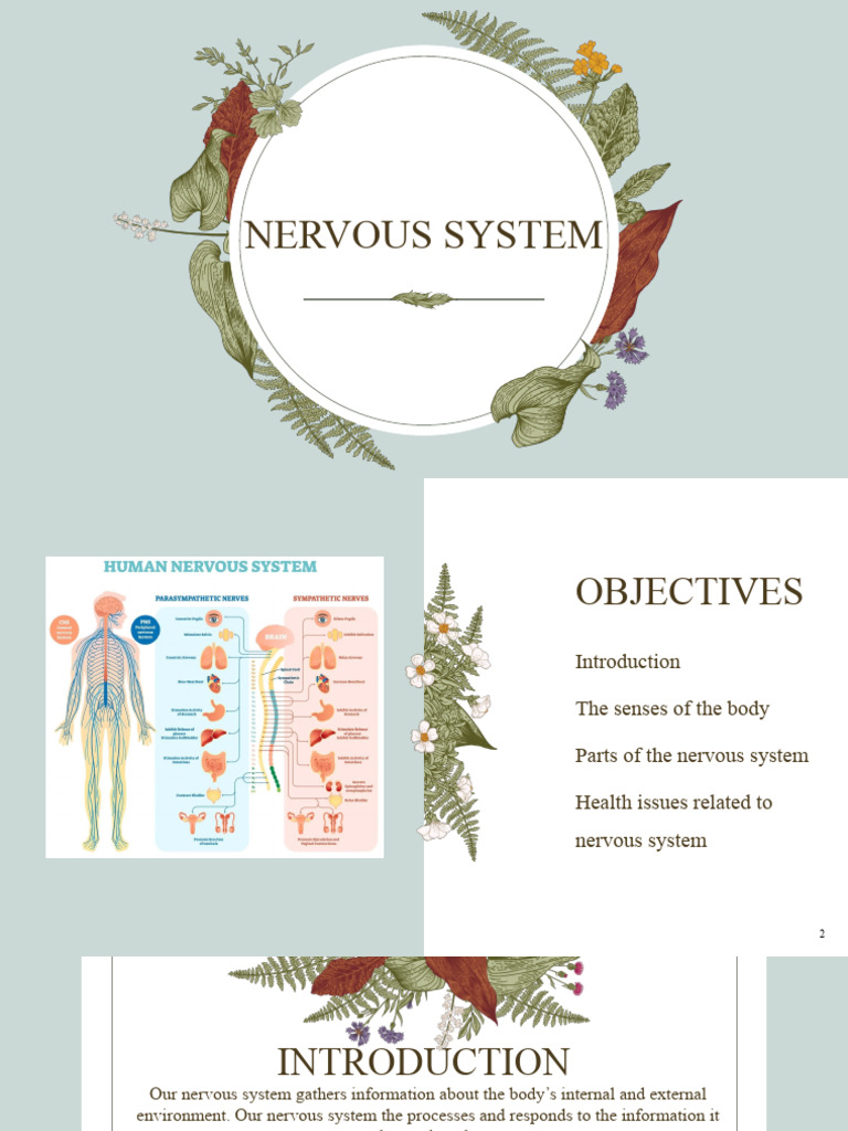Nervous System | PDF