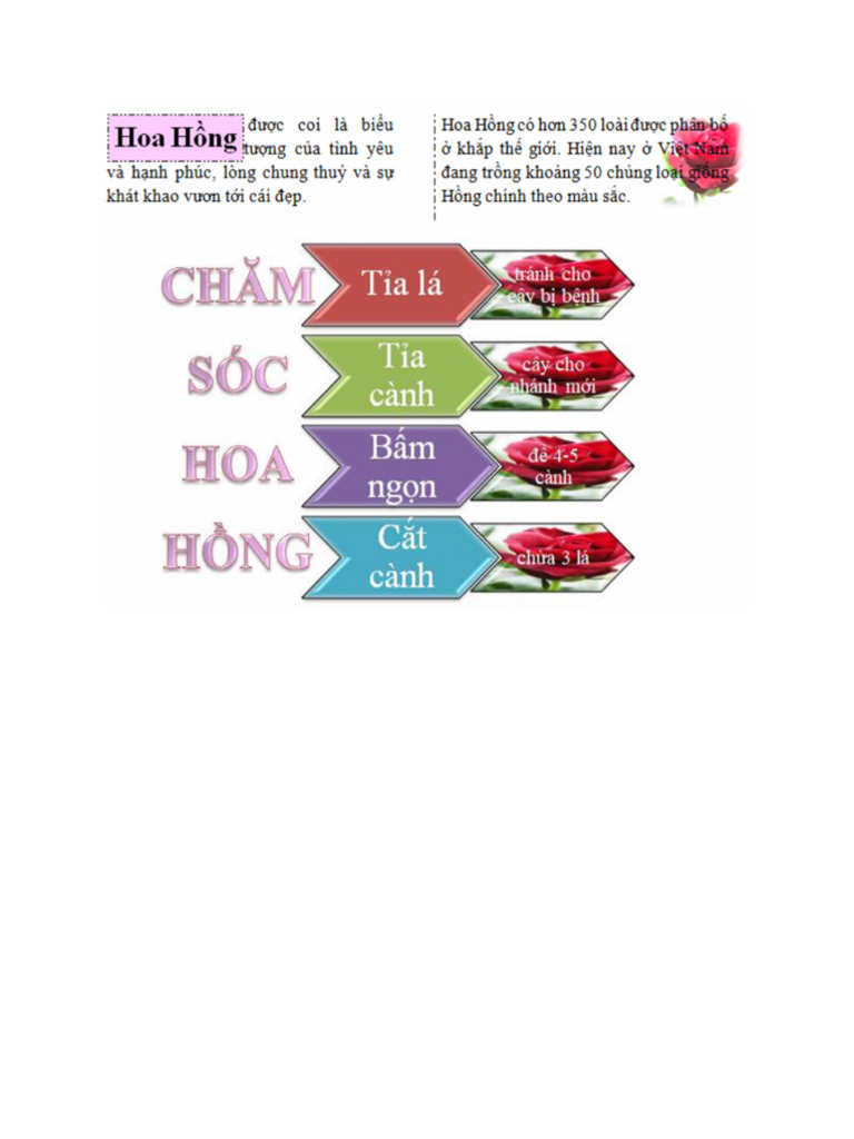 Cham Soc Hoa Hong | PDF