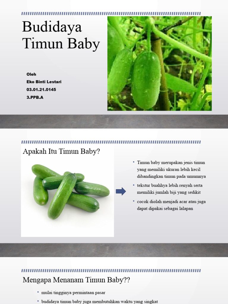 Budidaya Timun Baby | PDF