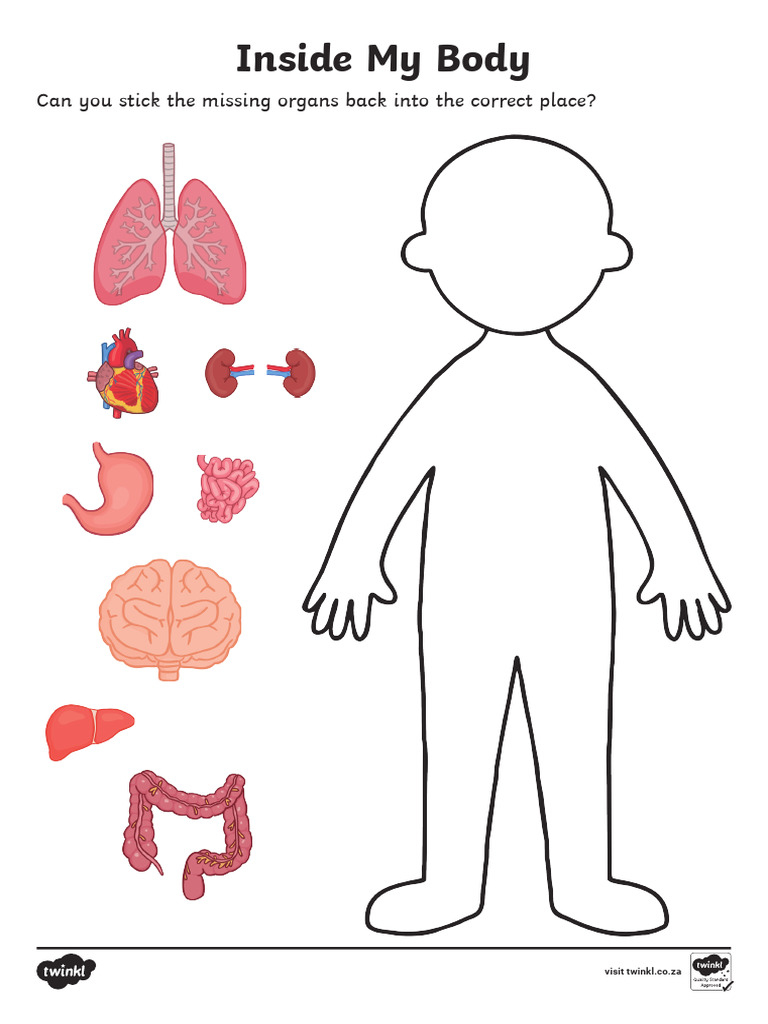 Za Kps 57 Inside My Body Organs Activity Sheet Ver 4 | PDF