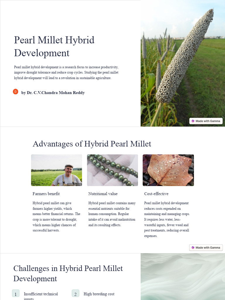 Pearl Millet Hybrid Development | PDF