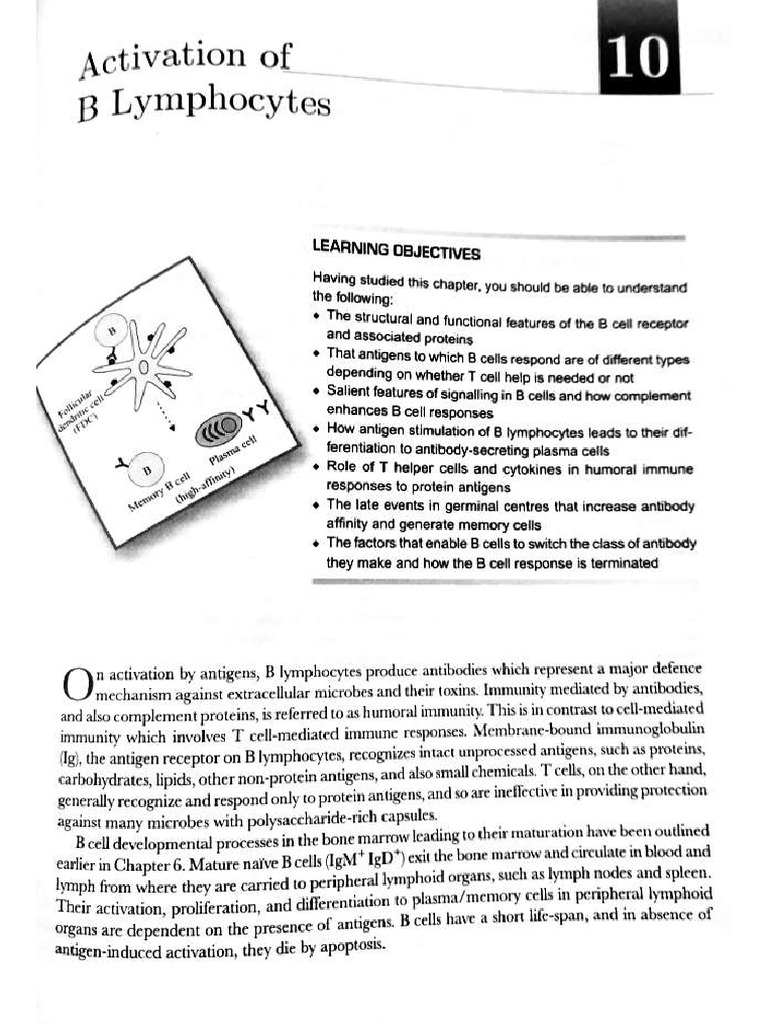 B Cell Activation Pdf