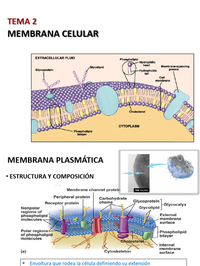 Tema2 - Membrana Celular | PDF