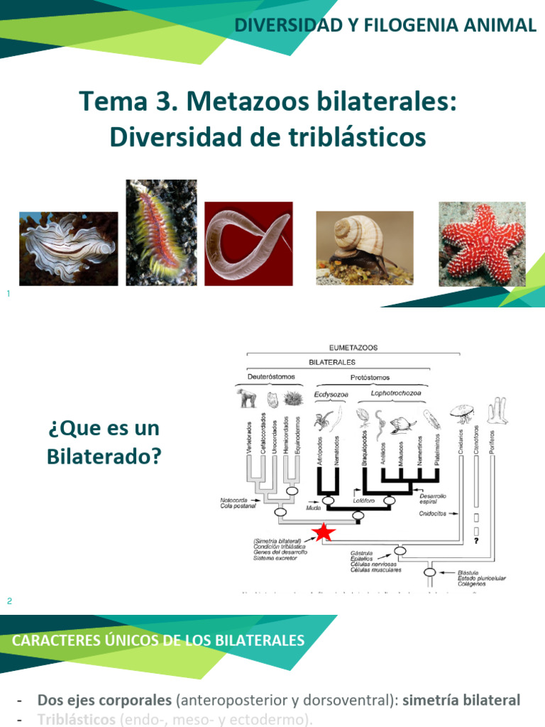 T3 - Metazoos Bilaterales - Diversidad de Triblásticos | PDF | Ciencia ...