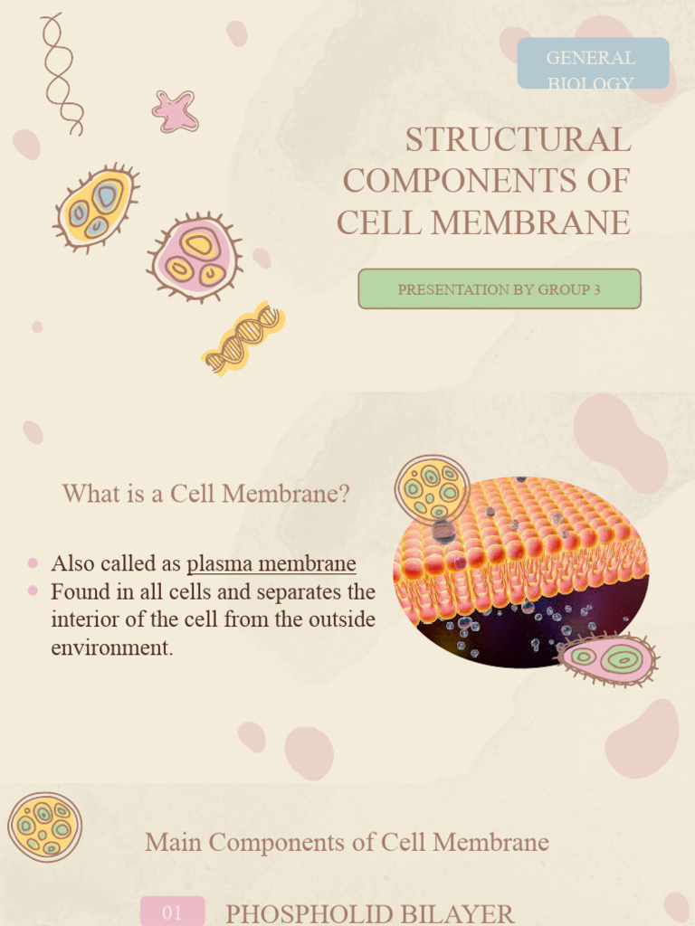 Structural Components Ofthe Cell Membrane (GROUP3) | PDF