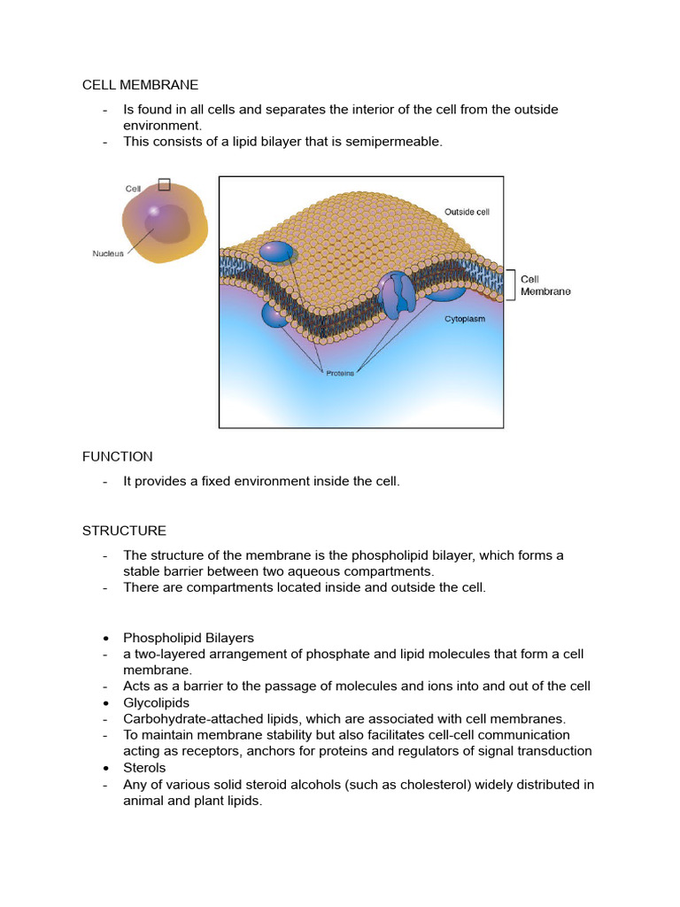 Cell Membrane | PDF