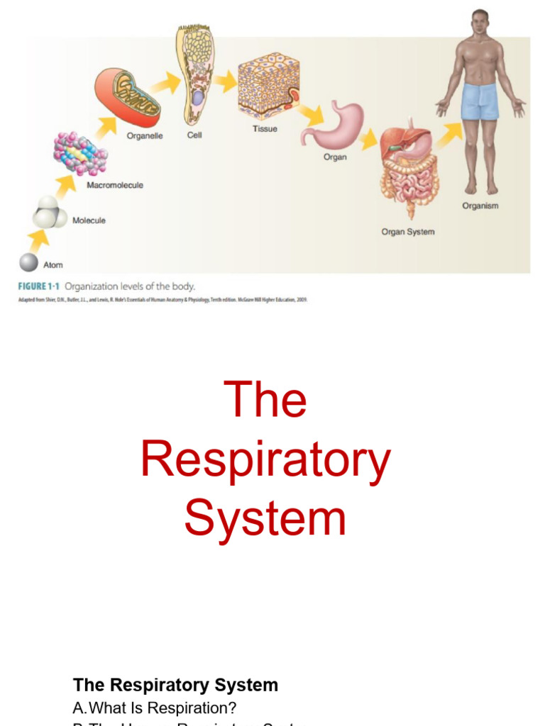 Respiratory and Circulatory System PDF | PDF