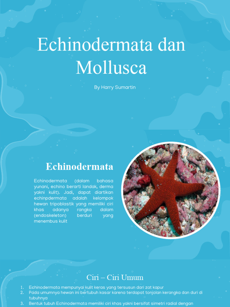 Echinodermata Dan Mollusca | PDF