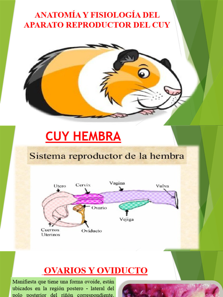 Exposision de Cuy | PDF | Testículo | Próstata