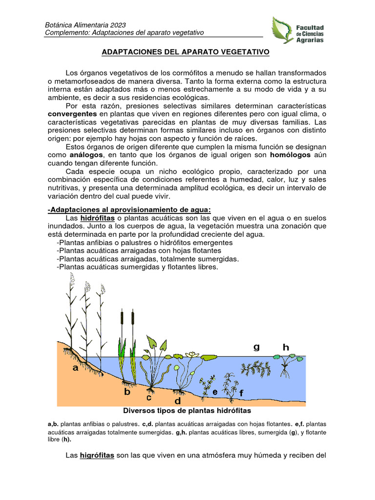 Complemento Adaptaciones de aparato vegetativo | PDF | Tallo de la ...
