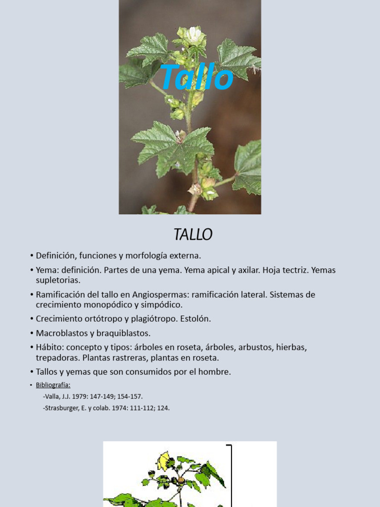 Morfología y funciones del tallo | PDF | Tallo de la planta | Plantas