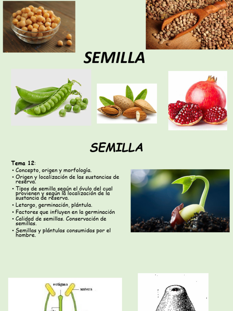 Semilla Botánica Alimentaria 2022 y 2023 1a Parte | PDF | Cocina ...