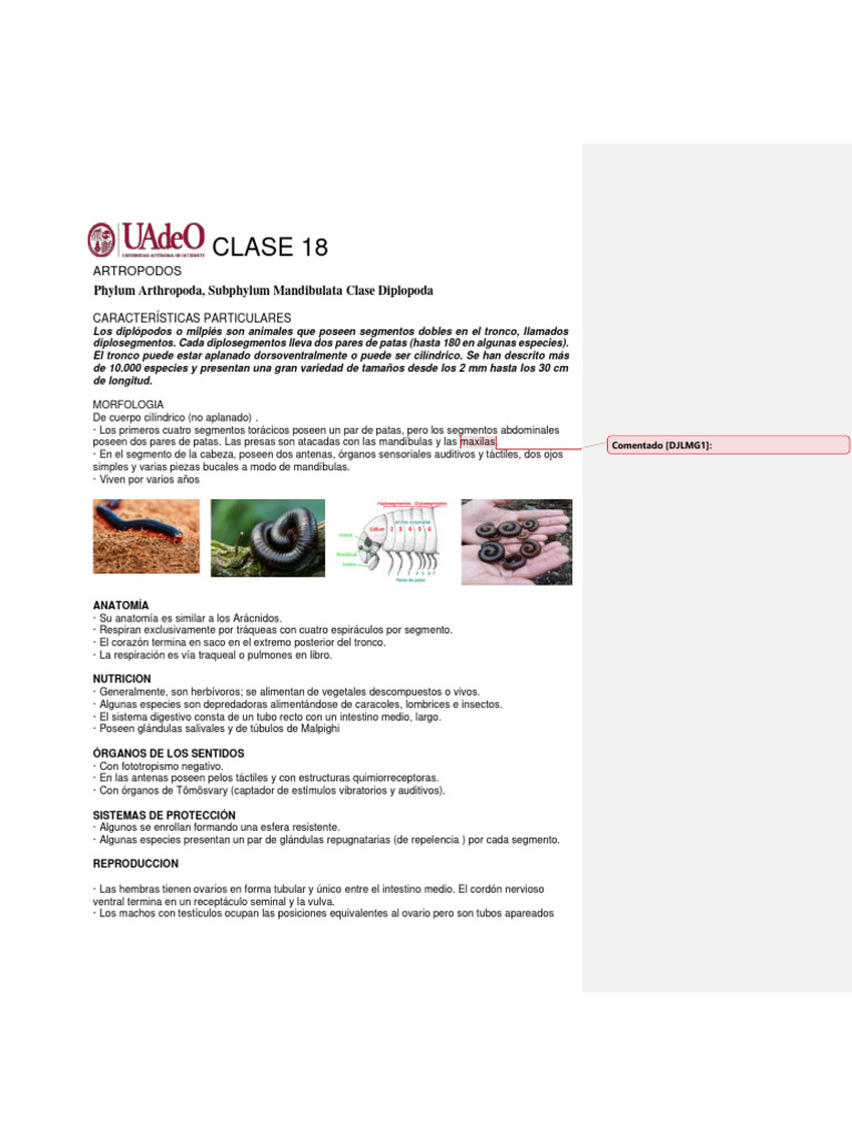 Phylum Arthropoda, Subphylum Mandibulata Clase Diplopoda | PDF ...