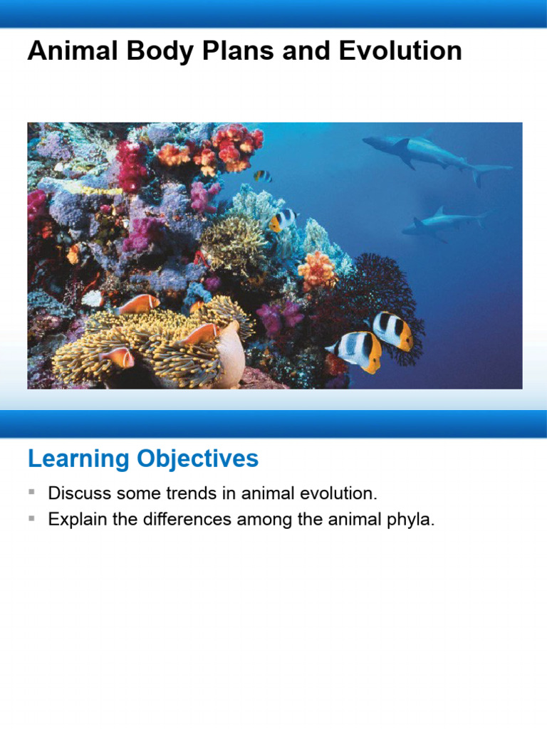 Animal Body Plans | PDF | Self-Improvement