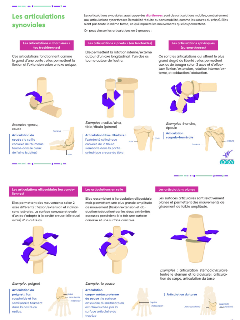 Fiche Synthèse Sur Les Différents Types D'articulations Synoviales ...