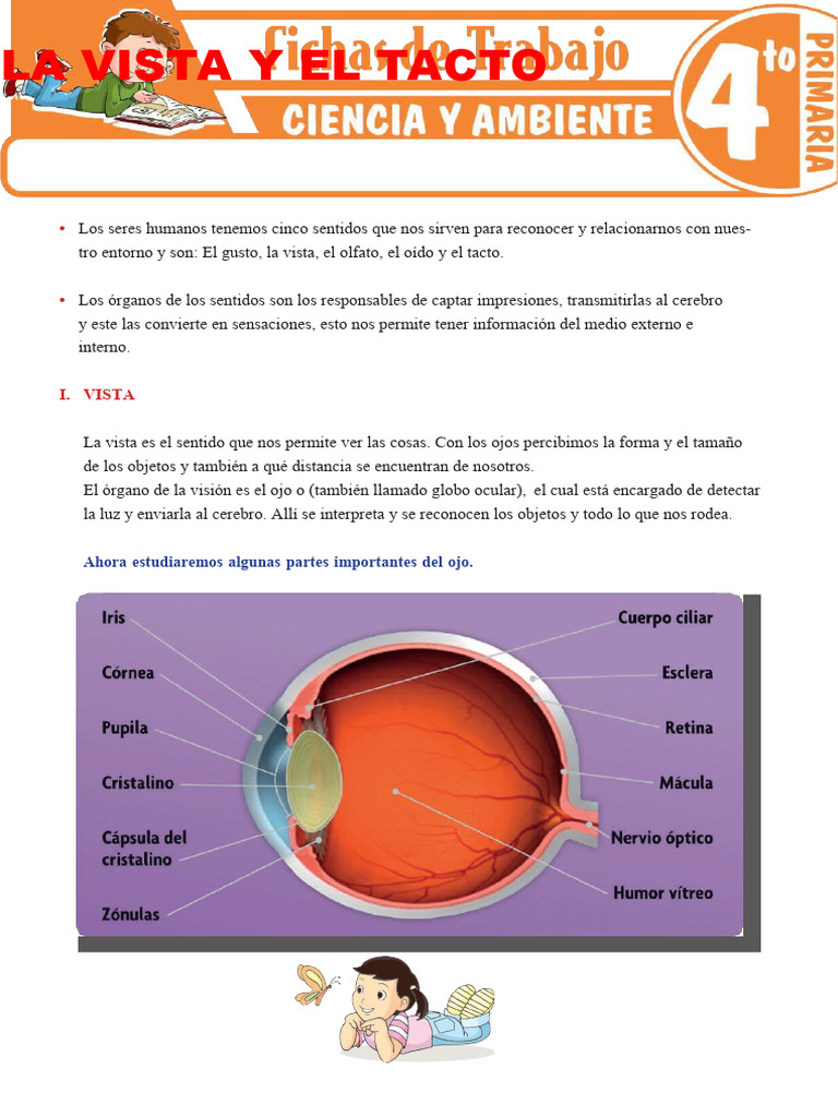 La Vista y El Tacto para Cuarto Grado de Primaria | PDF | Percepción ...
