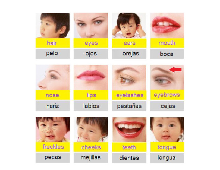 Partes de La Cara | PDF