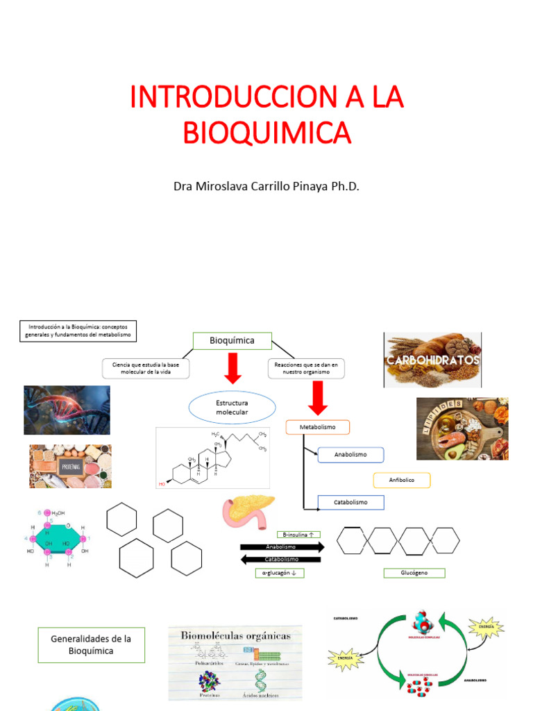 Presentacion Introduccion A La Bioquimica | PDF
