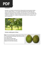 Avocado Size Chart for Foodservice | PDF | Avocado | Foods