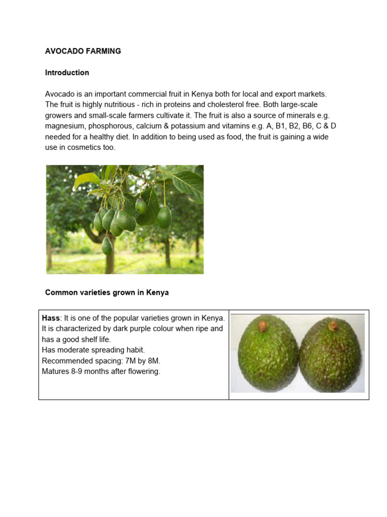 Avocado Farming | PDF | Avocado | Pest (Organism)