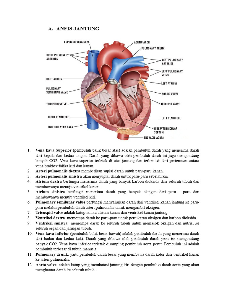 Anatomi dan Patofisiologi Jantung dan PDA | PDF