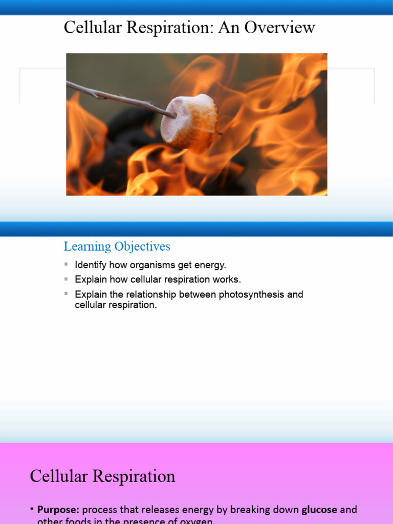 Pearson Ch 10 Cellular Respiration Pdf Cellular Respiration Diet