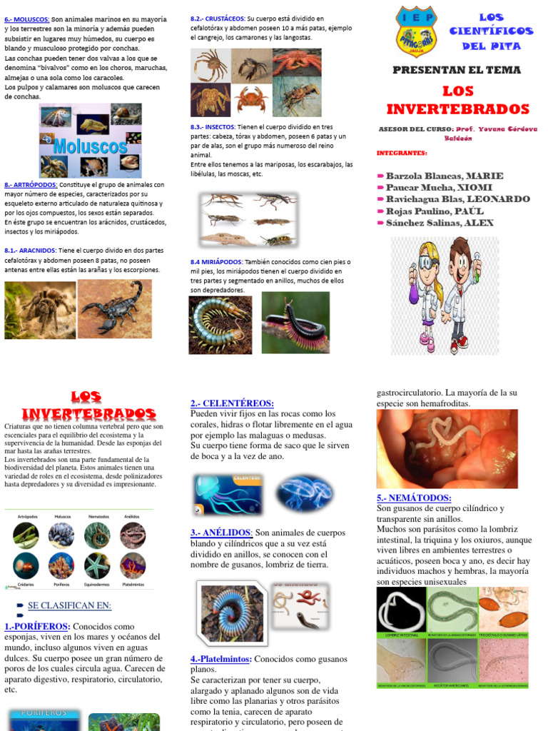 triptico invertebrados | PDF | Invertebrado | Insectos