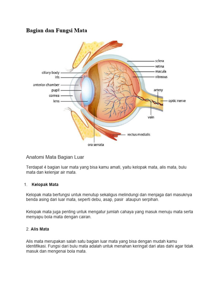 Bagian Dan Fungsi Mata | PDF