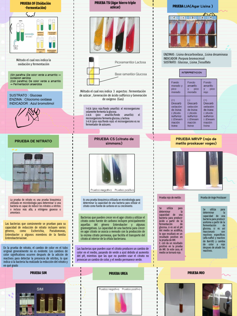 Pruebas de Microbiologia | PDF