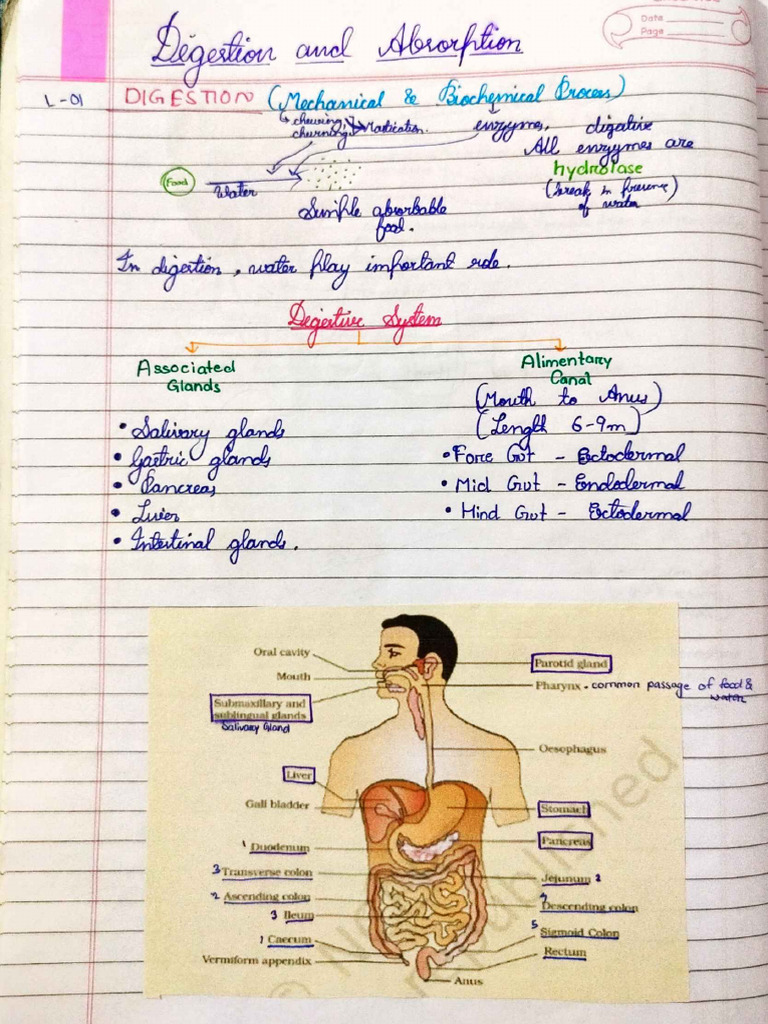 Digestion and Absorption | PDF
