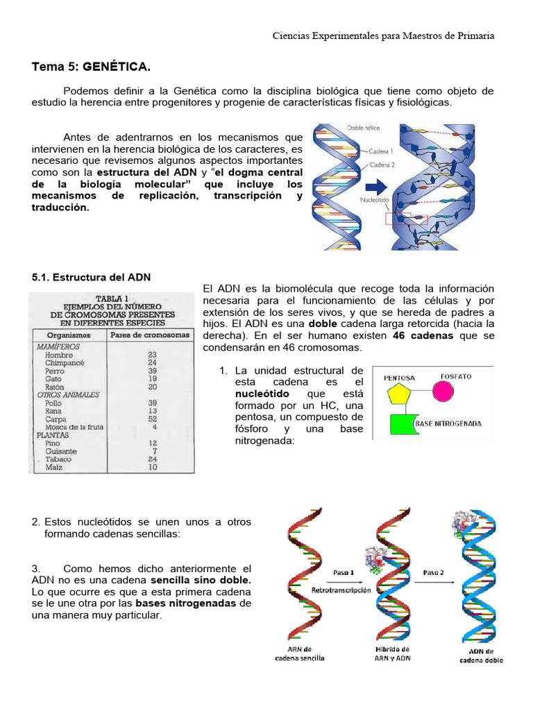 Tema 5.genética | PDF | Adn | Cromosoma