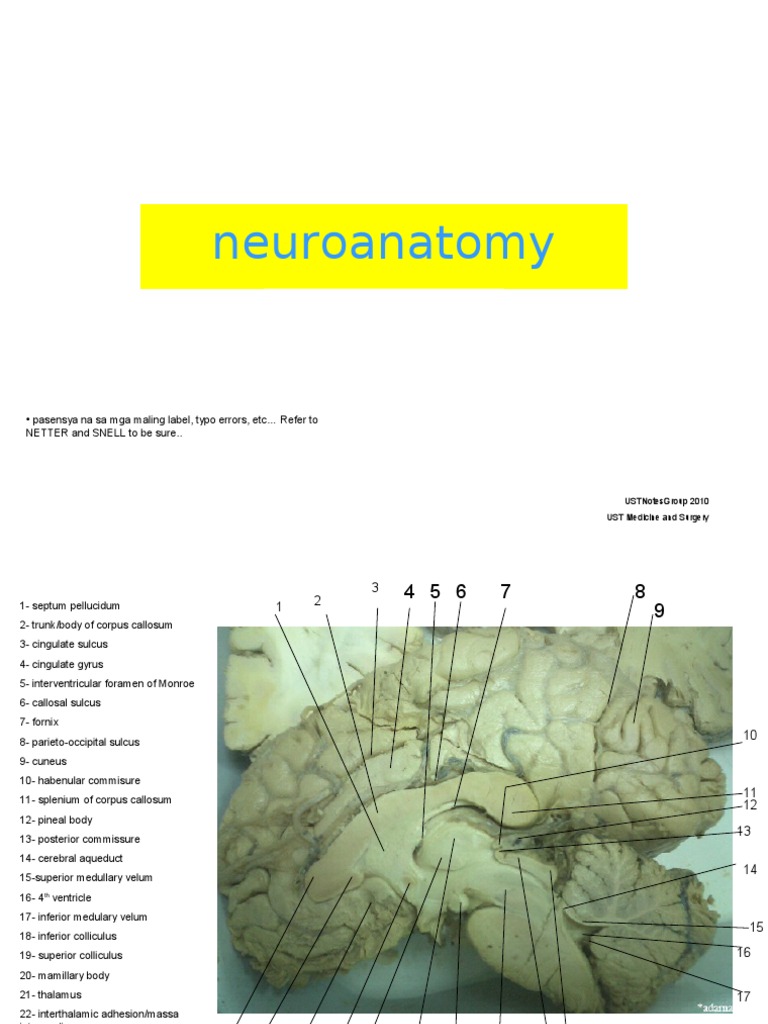 USTNG2010 Brain Model | PDF | Corpus Callosum | Neuroscience