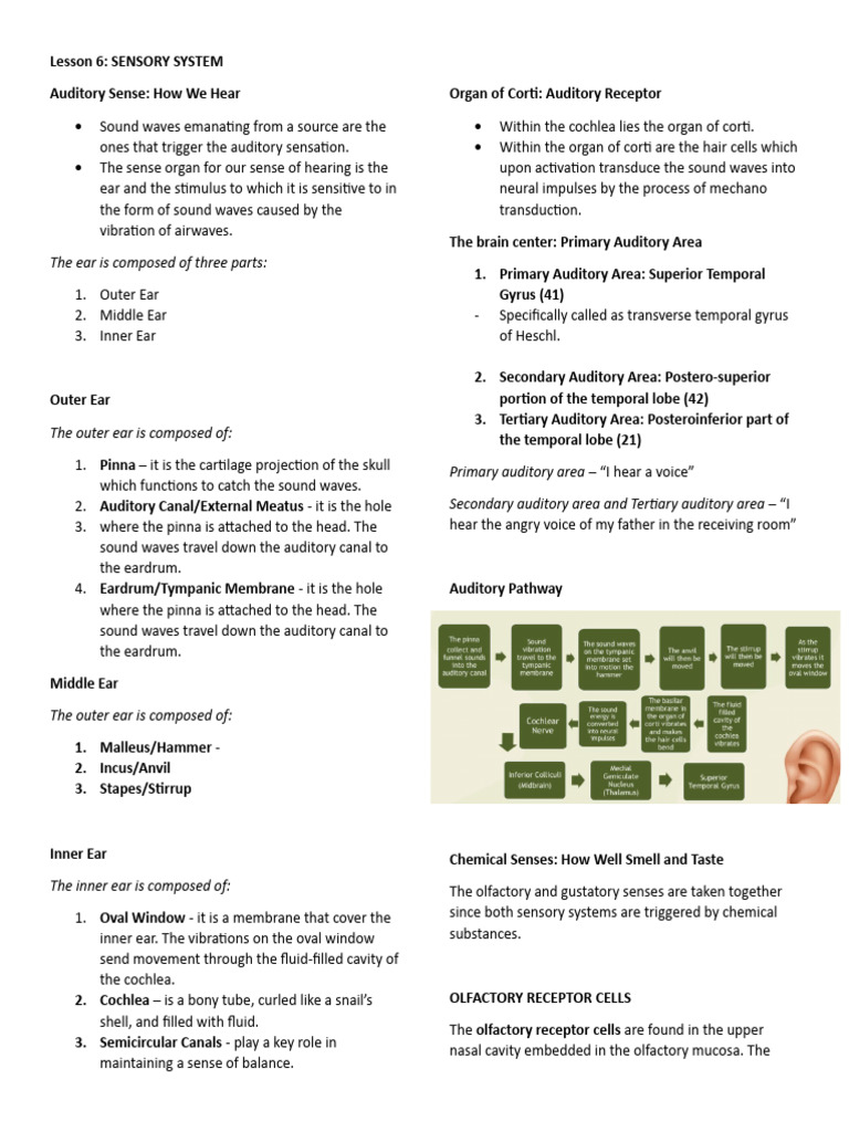 Lesson 6 Sensory System | PDF | Auditory System | Ear