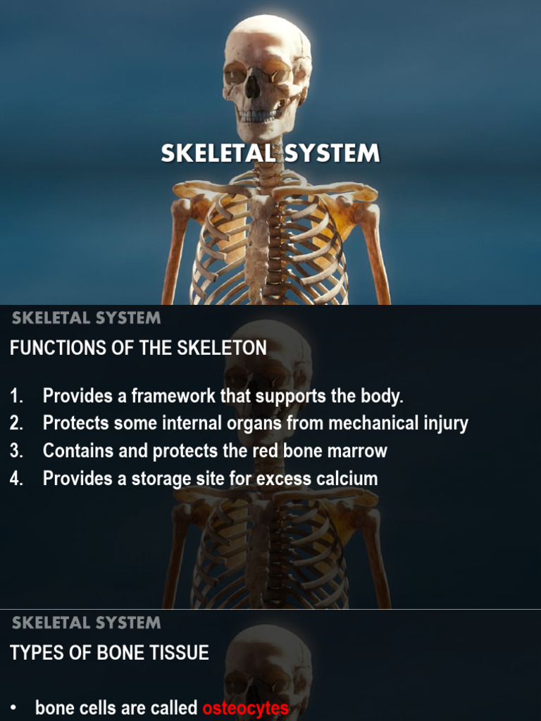 Human Anatomy - Lesson 5 - Skeletal System | PDF