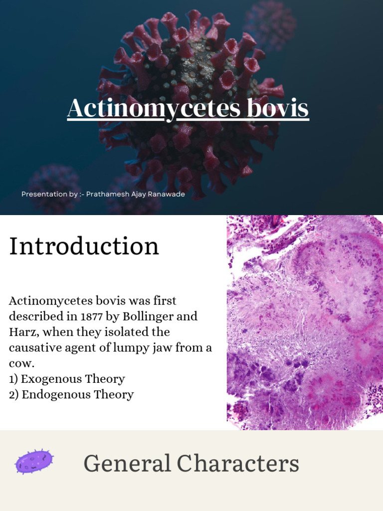 Actinomycetes Bovis | PDF | Science & Mathematics