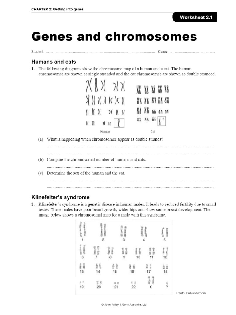 Genes and Chromosomes Worksheet | PDF